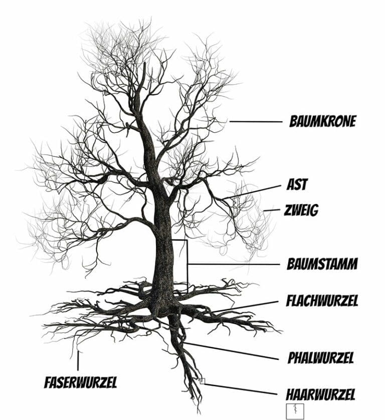 Baumaufbau – Wie ist der Baum aufgebaut?